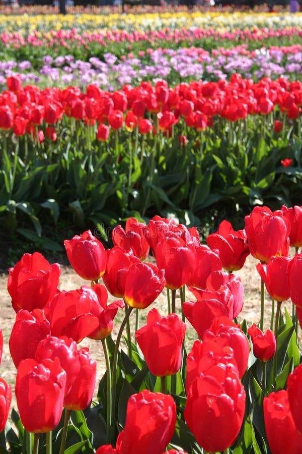 Tulip Garden Picture. Image: 796169