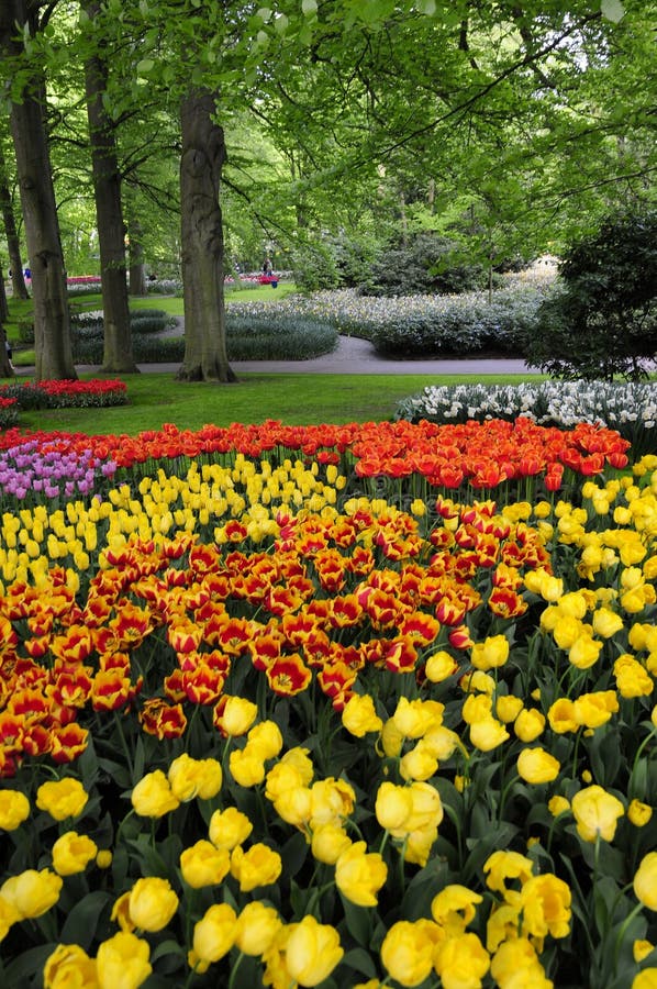 Tulip garden stock image. Image of park, season, blooming - 9271149