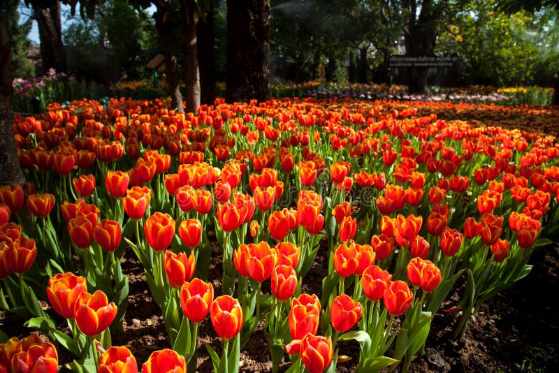 Tulip garden stock photo. Image of plant, sunlight, bright - 65004180