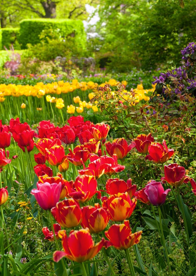 Tulip garden stock image. Image of blooms, midwest, garden - 37088749