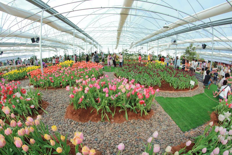 Tulip garden editorial photo. Image of nature, beautiful - 71473426