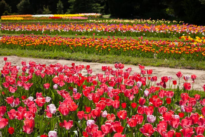 Tulip garden stock photo. Image of spring, field, bouquet - 70663920