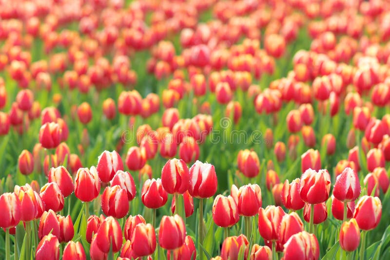 Tulip garden stock photo. Image of garden, tulips, blossom - 66915032