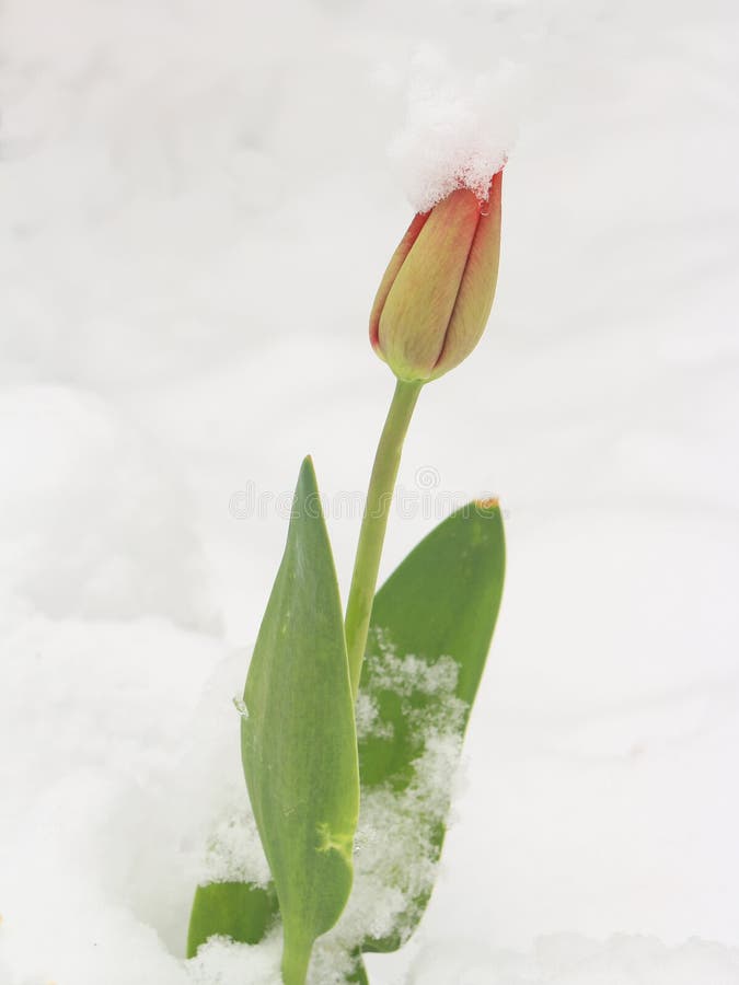 Tulip and snow stock photo. Image of cold, blossom, leaf - 245113278