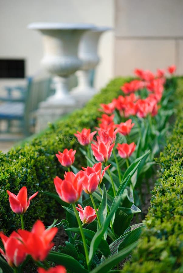 Tulip garden stock image. Image of flowers, gardening - 31960967