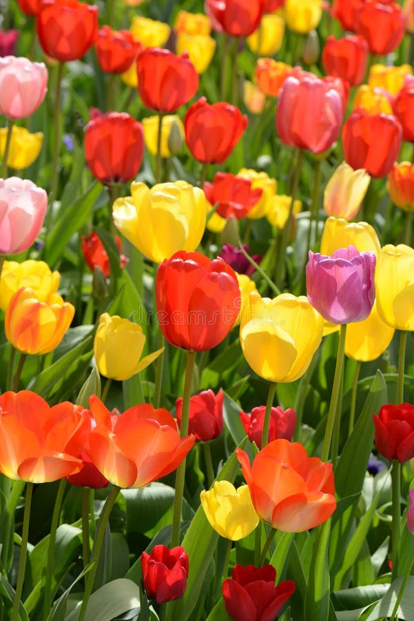 Tulip Garden stock image. Image of vibrant, summer, closeup - 32523793
