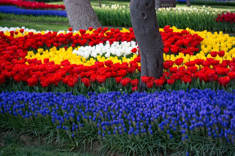 Tulip garden in spring stock image. Image of summer - 120606639