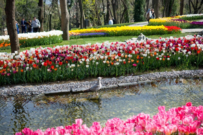 Tulip garden in spring stock photo. Image of natural - 134106948