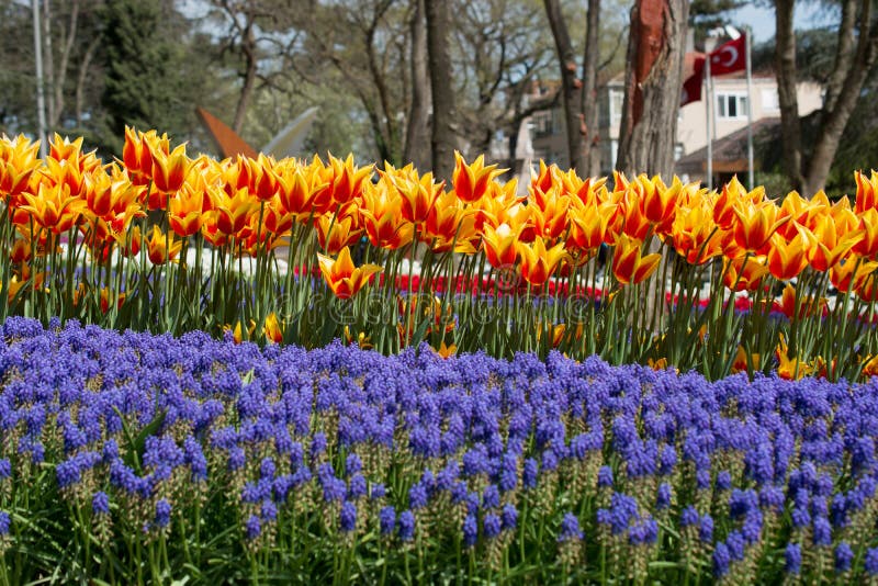 Tulip garden in spring stock photo. Image of petal, decoration - 138639502