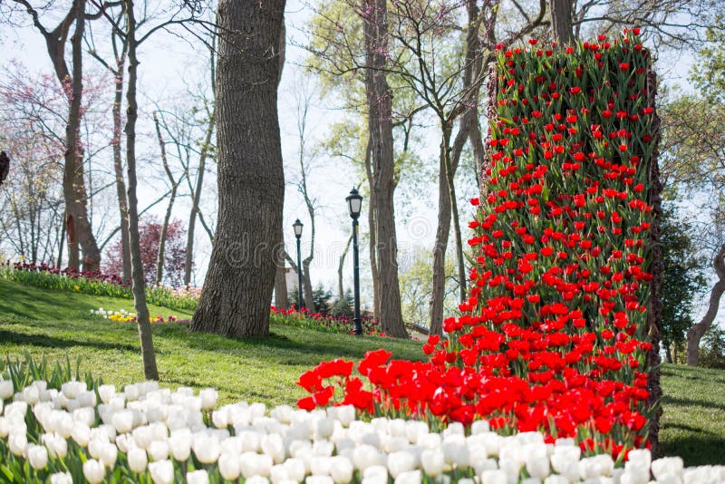 Tulip garden in spring stock image. Image of spring - 143252111