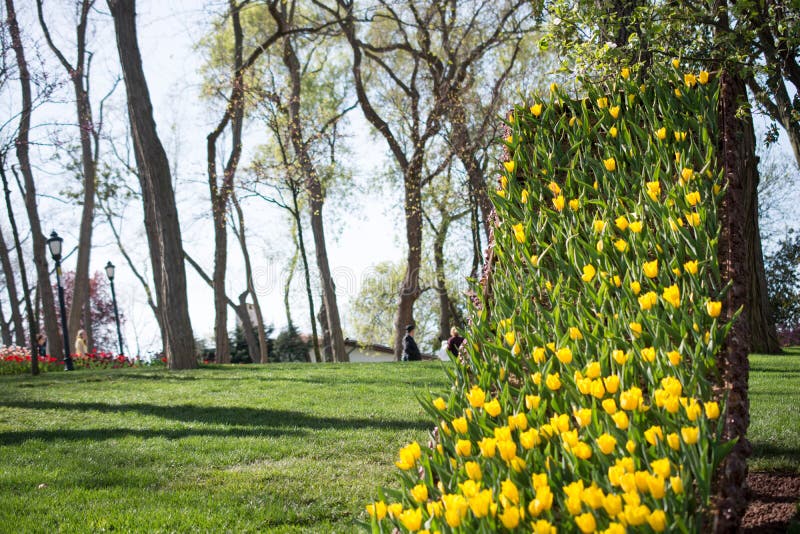 Tulip garden in spring stock photo. Image of freshness - 143252540