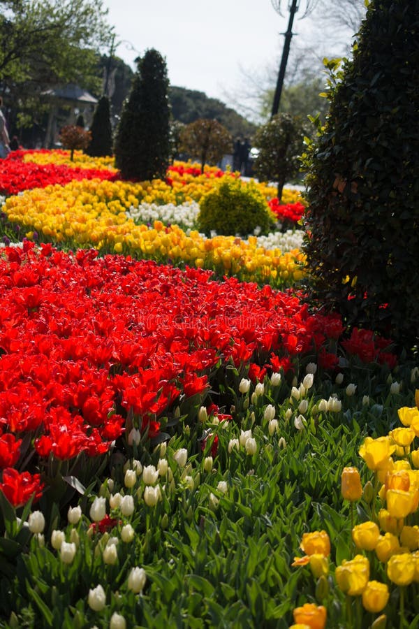 Tulip garden in spring stock photo. Image of bright - 143878704
