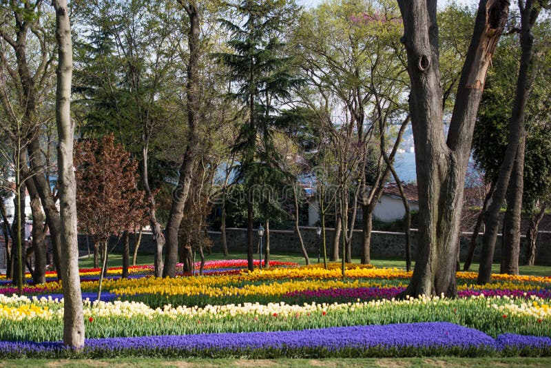 Tulip garden in spring stock image. Image of bloom, garden - 70034001