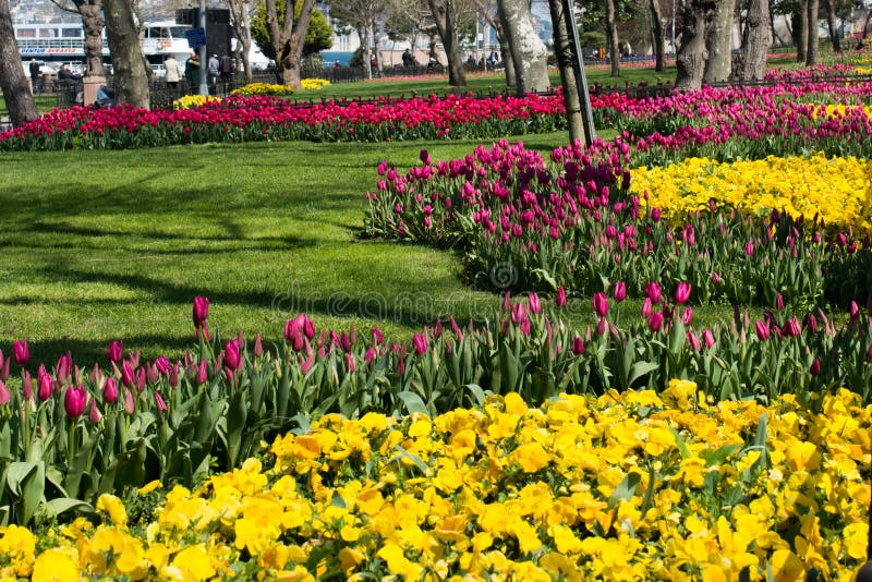 Tulip garden in spring stock image. Image of tulips, natural - 70043515