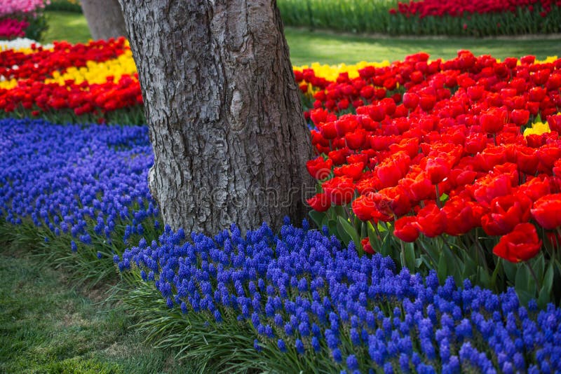Tulip garden in spring stock photo. Image of leaf, pink - 70640132