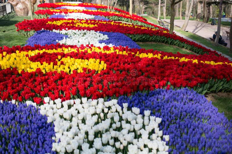 Tulip garden in spring stock photo. Image of season, bright - 74981526