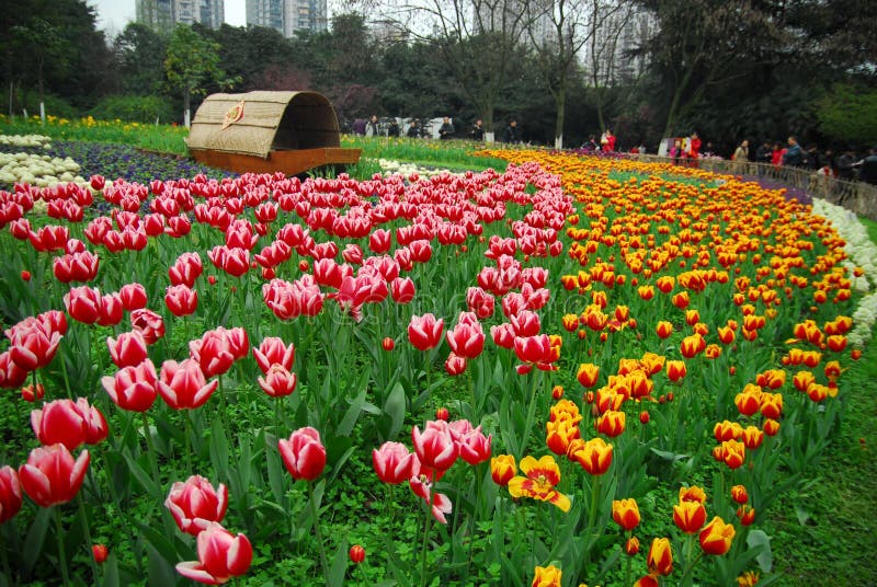 Tulip Garden stock photo. Image of bice, tulip, beautiful - 35557874