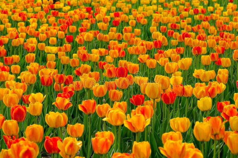 Tulip garden stock photo. Image of garden, color, nature - 275432460