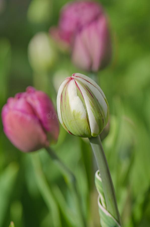 Green Tulip Bud with Leaves. Tulip Bud Growing Stock Photo - Image of ...