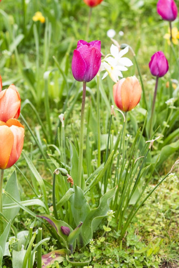 Tulip Growing in the Garden in a Flower Meadow during Spring Stock ...