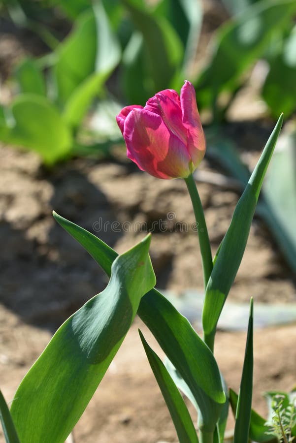 Tulip Growing Out of the Ground on a Sunny Day. Pink Tulip Grows in the ...