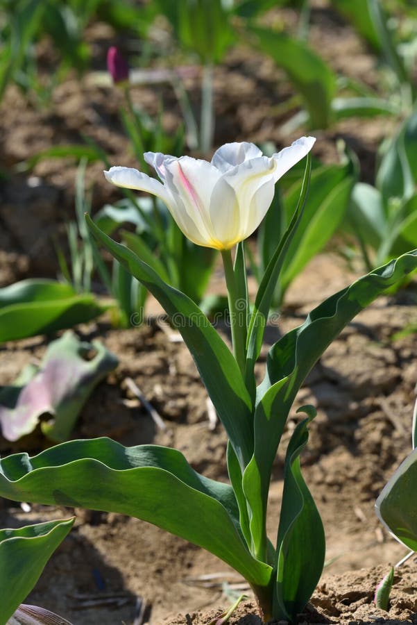 Tulip Growing Out of the Ground on a Sunny Day. White Tulip Grows in ...