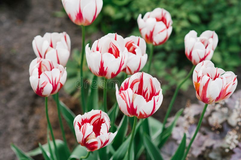 Tulip Happy Generation in Spring in the Garden Stock Image - Image of ...