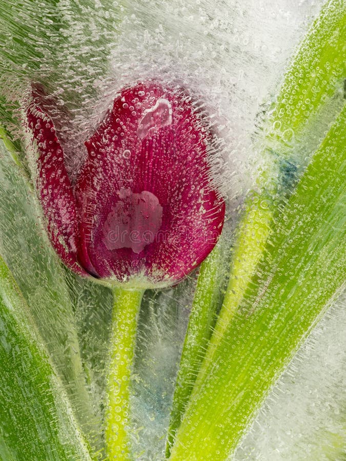 Tulip in ice stock image. Image of life, snow, organic - 51118645