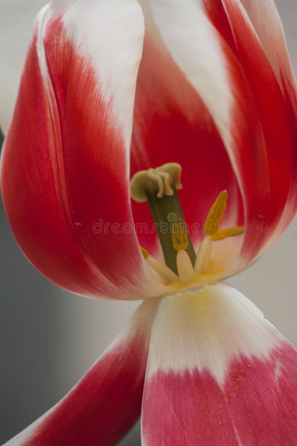 Tulip stock image. Image of white, tulp, inside, crown - 51593745