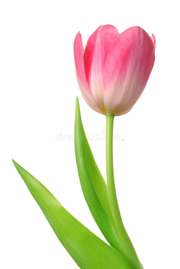 Isolated tulip flower stock photo. Image of white, single - 18185440