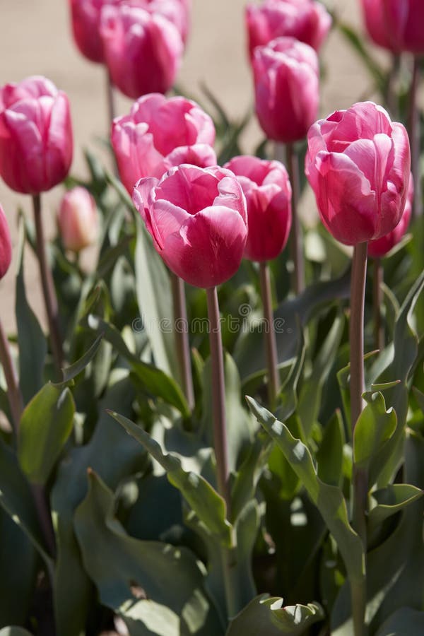 Tulip Jumbo Pink Flowers in Spring Stock Image - Image of spring ...
