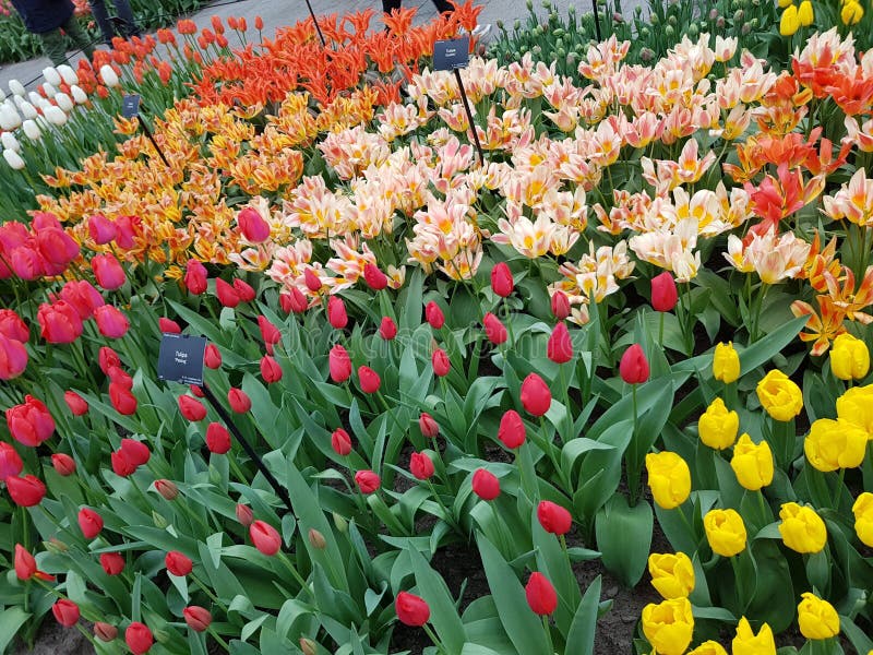 Tulip, Keukenhof Park stock image. Image of lisse, beautiful - 262653065