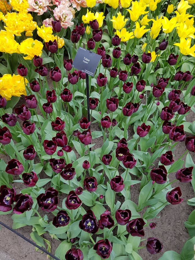 Tulip, Keukenhof Park stock image. Image of tulip, keukenhof - 262653077