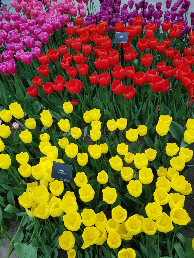 Tulip in Keukenhof Park stock photo. Image of pink, purple - 262653096