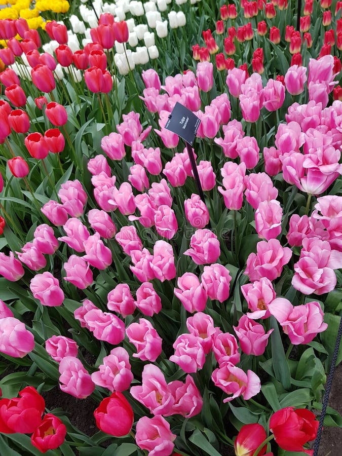 Tulip in Keukenhof Park stock image. Image of beautiful - 262653099