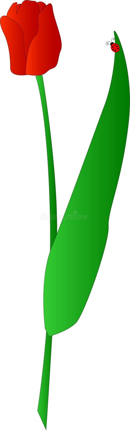 Tulip with Ladybug stock illustration. Illustration of leaf - 199647