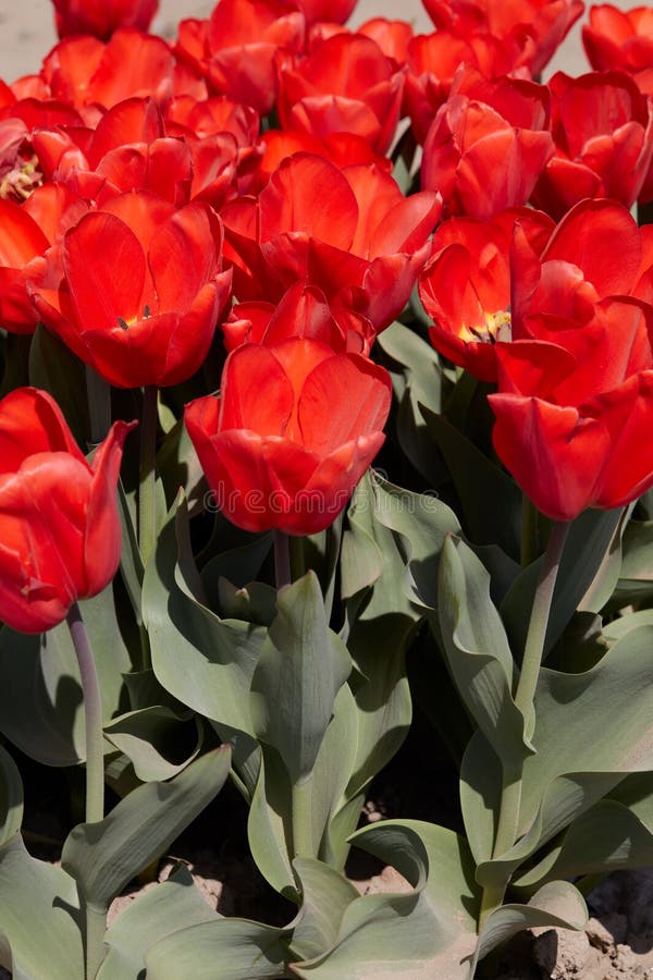 Tulip Lalibela, Red Flowers in Spring Stock Photo - Image of rural ...