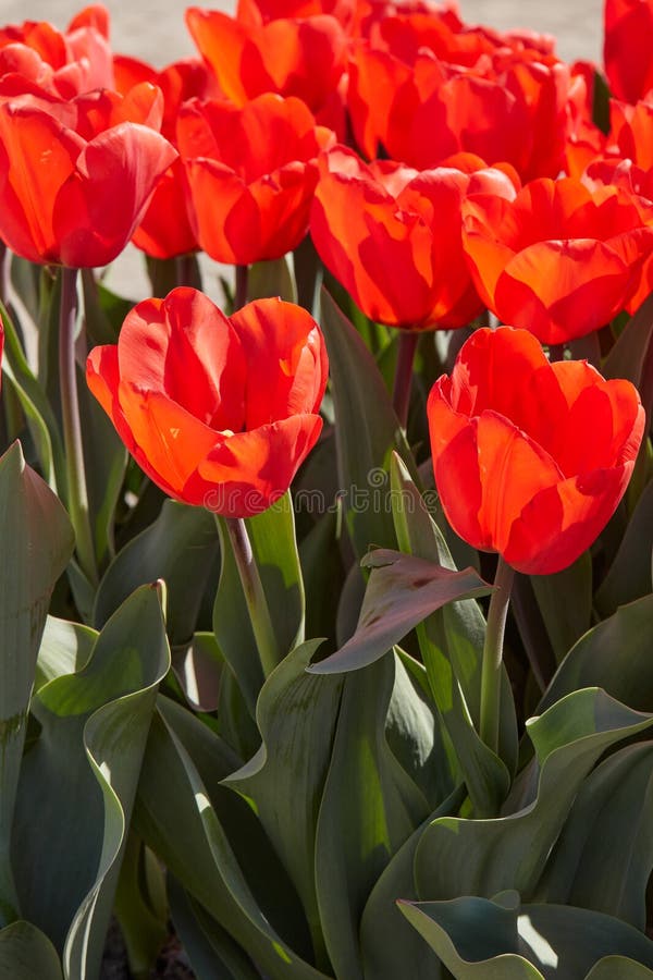Tulip Lalibela, Red Flowers in Spring Stock Image - Image of spring ...