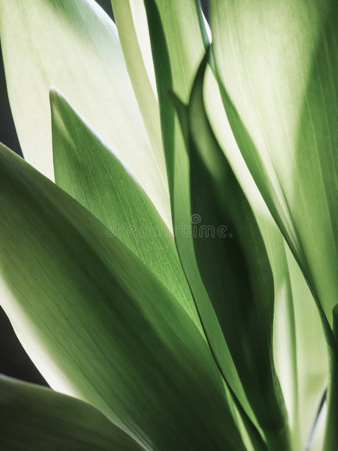 Tulip Leaf stock image. Image of vertical, scenic, copy - 33188879