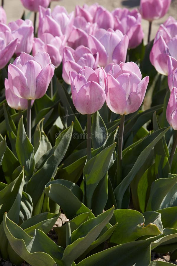 Tulip Light Pink Prince Flowers in Spring Sunlight Stock Photo - Image ...