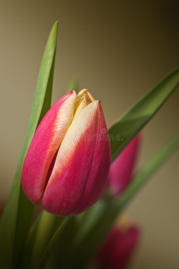 Tulip macro stock photo. Image of floral, fresh, spring - 9170136