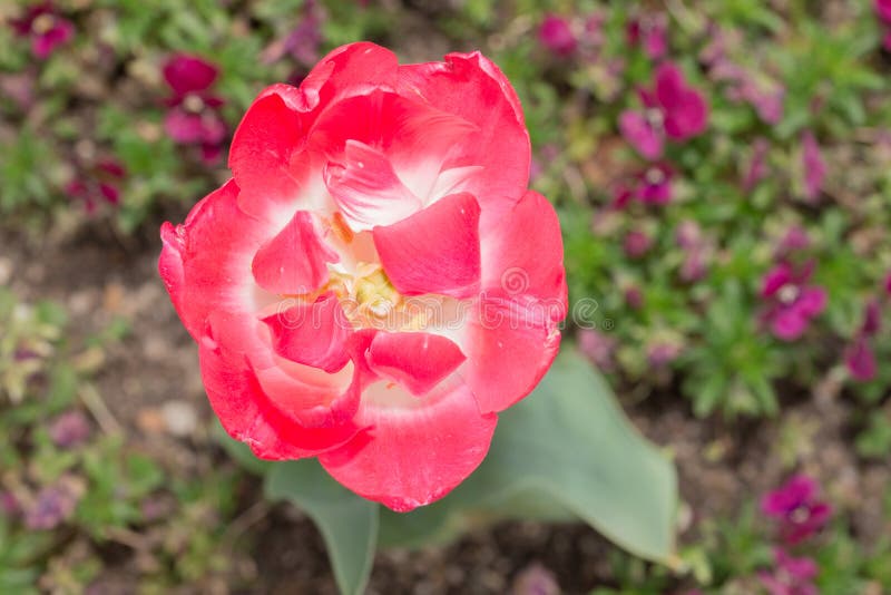 Tulip Macro of Anthers with Pollen Grains of Red Tulip Flower. Stock ...