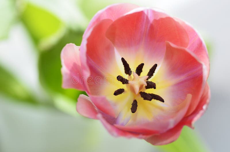 Tulip stock image. Image of blooming, light, aroma, desktops - 30928983