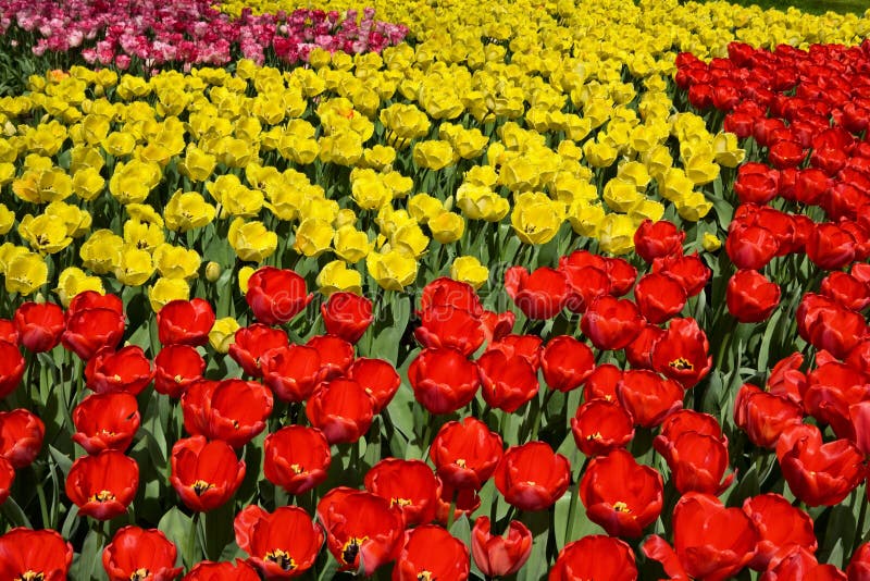 Tulip mix stock image. Image of yard, exhibition, spring - 6887589
