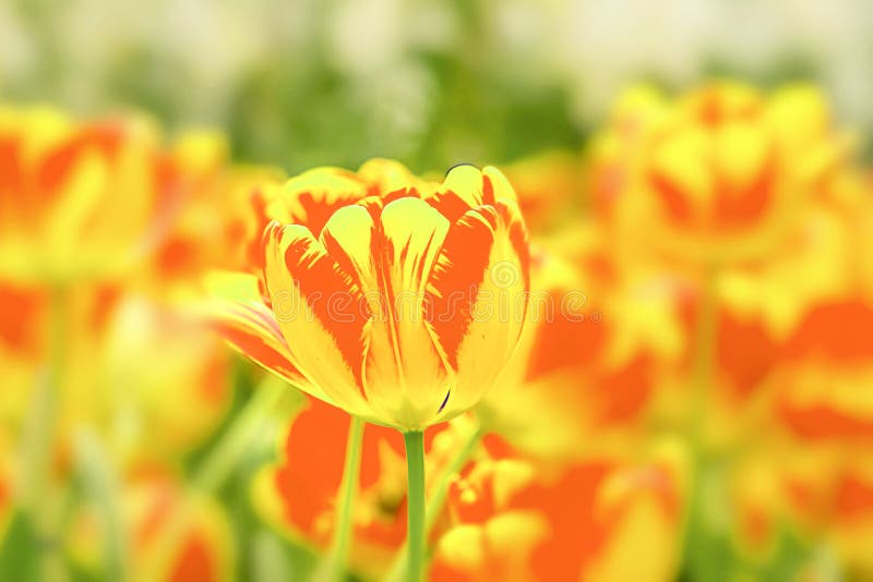 Tulip, natural ground view stock photo. Image of springtime - 93461848