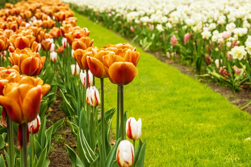 Tulip Orange Flower Bad in Spring Stock Photo - Image of blossom, grass ...