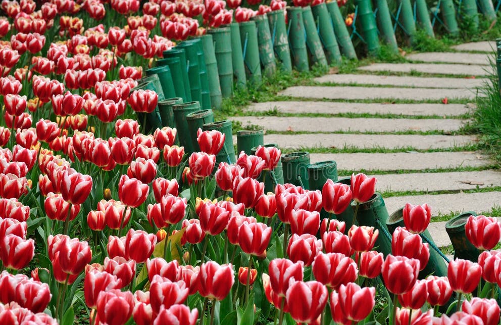 Tulip and path stock image. Image of leave, season, road - 13507185
