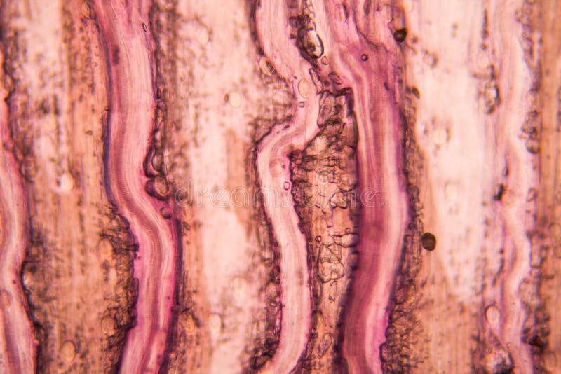 Tulip Petal at the Microscope Stock Photo - Image of detail, petal ...