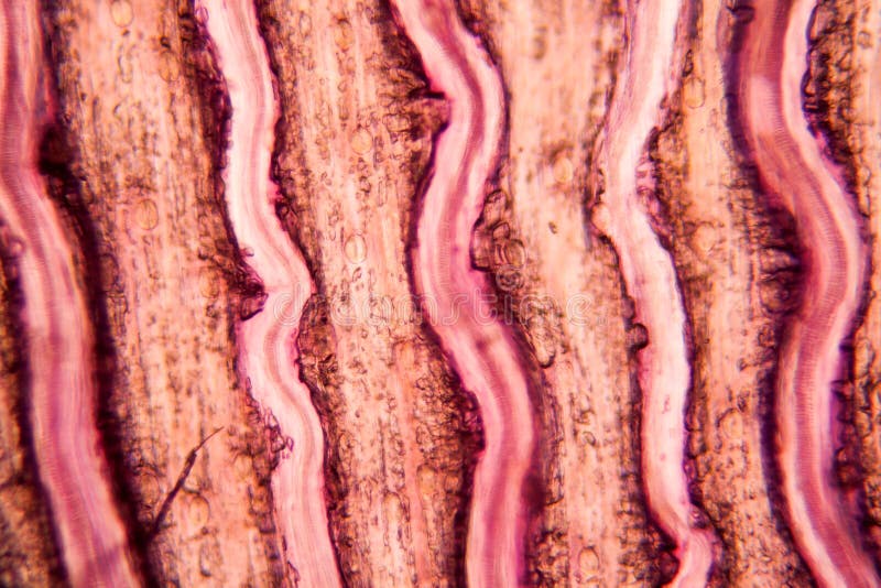 Tulip Petal at the Microscope Stock Photo - Image of foliage, botanical ...