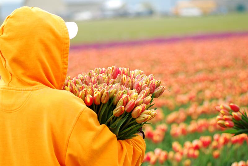 Tulip picker stock image. Image of picker, leaf, bundle - 2219731